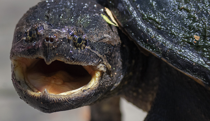 The Case of the Mad Snappers – Louisiana Master Naturalists – Northeast