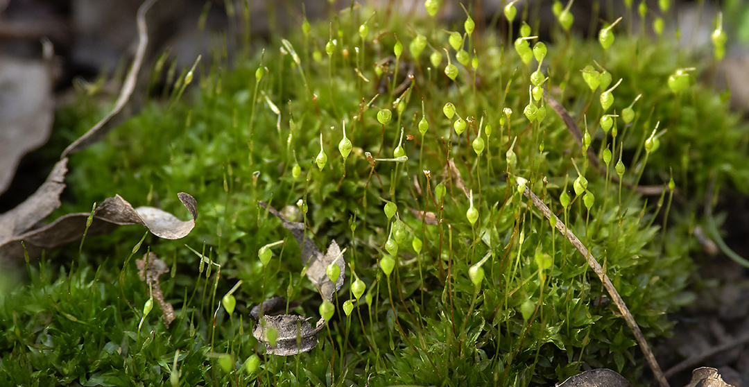 Upcoming Workshops – Louisiana Master Naturalists – Northeast