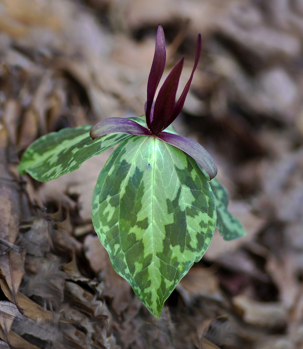 Trillium Walk – Louisiana Master Naturalists – Northeast