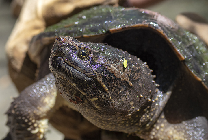 Herps! – Louisiana Master Naturalists – Northeast