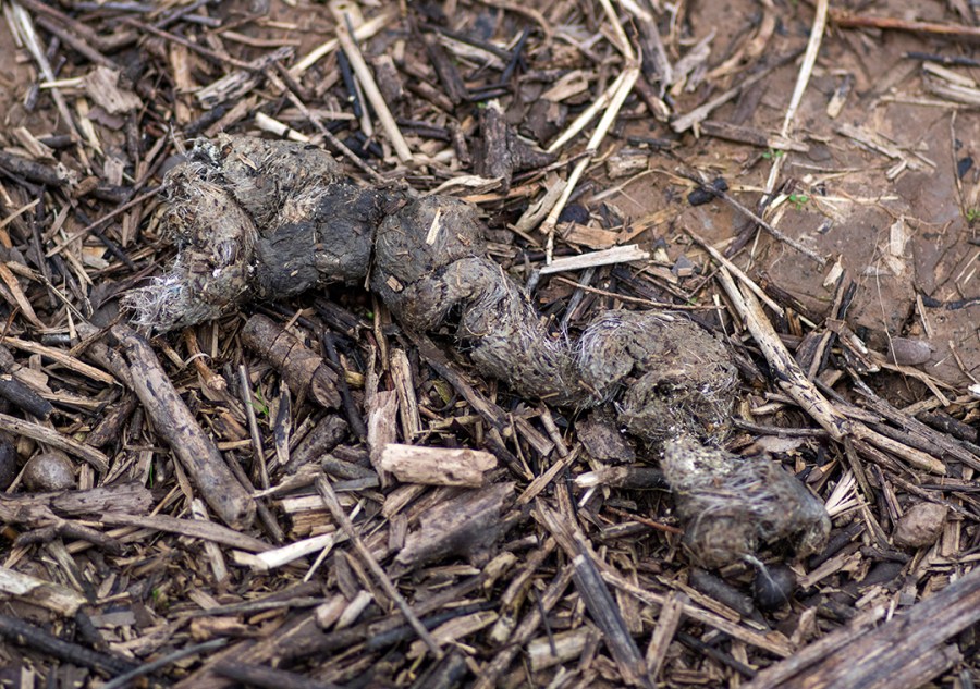 Mammals Workshop – Louisiana Master Naturalists – Northeast