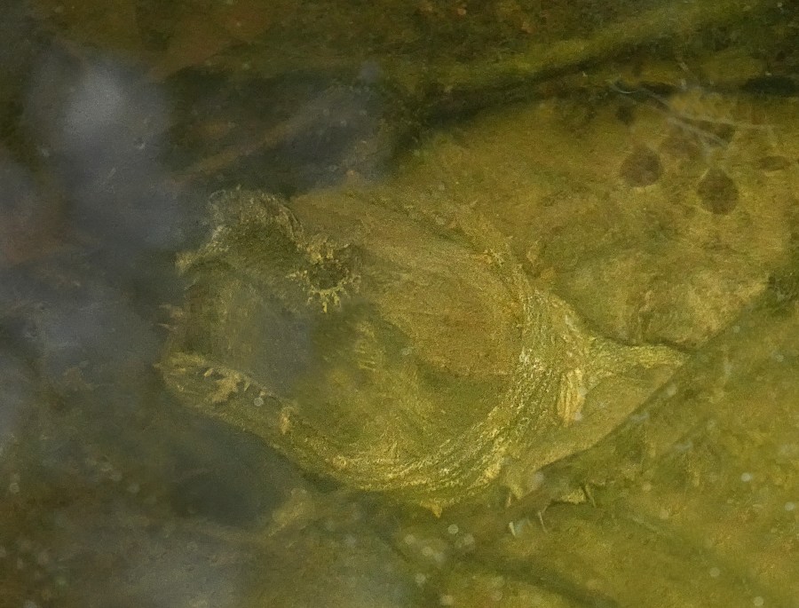 Saving the Alligator Snapper – Louisiana Master Naturalists – Northeast