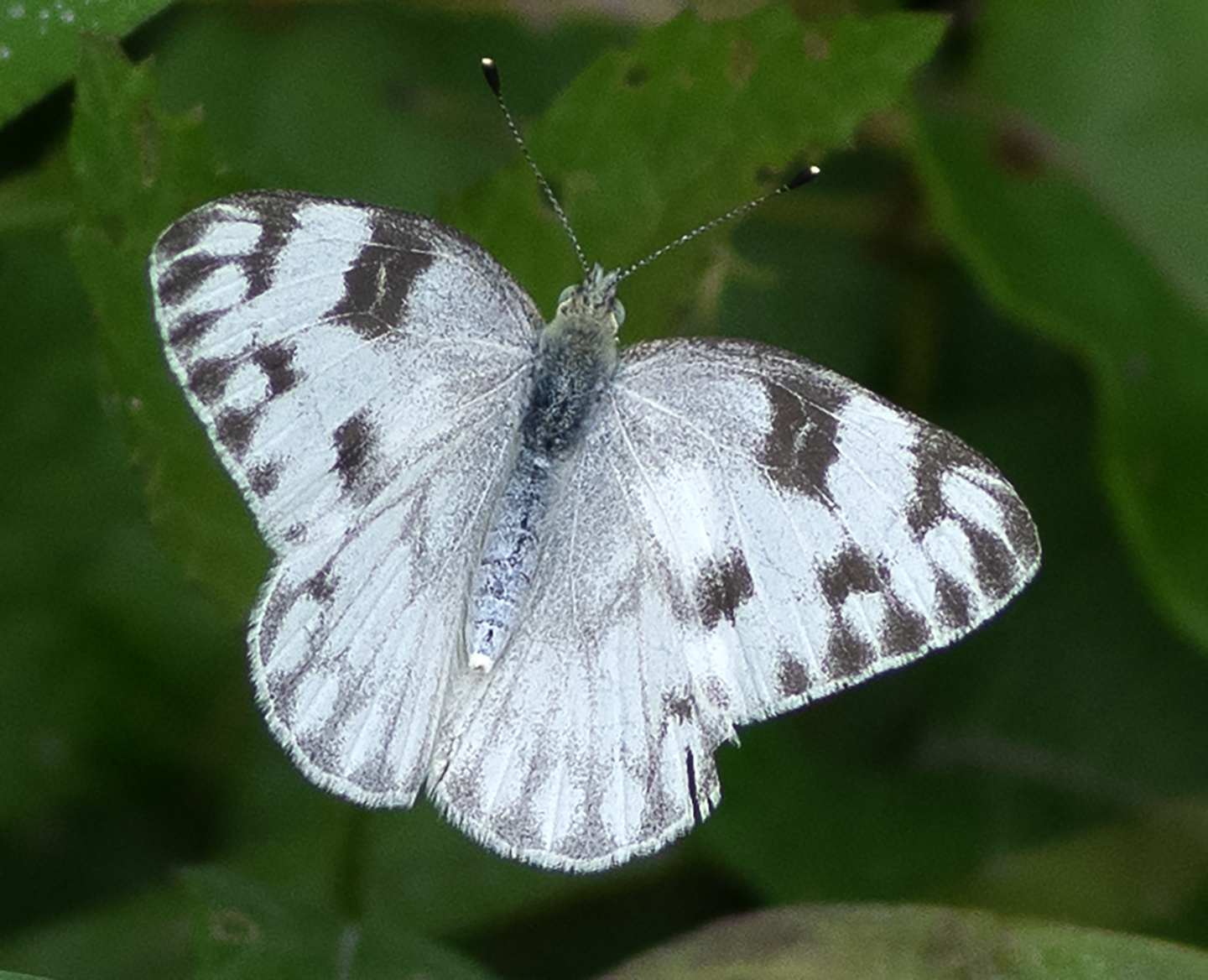 Butterflies Saturday – Louisiana Master Naturalists – Northeast